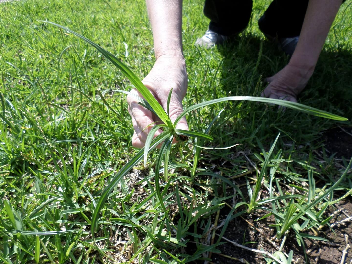 Nutsedge Identification and Control - Lawn Care Campus