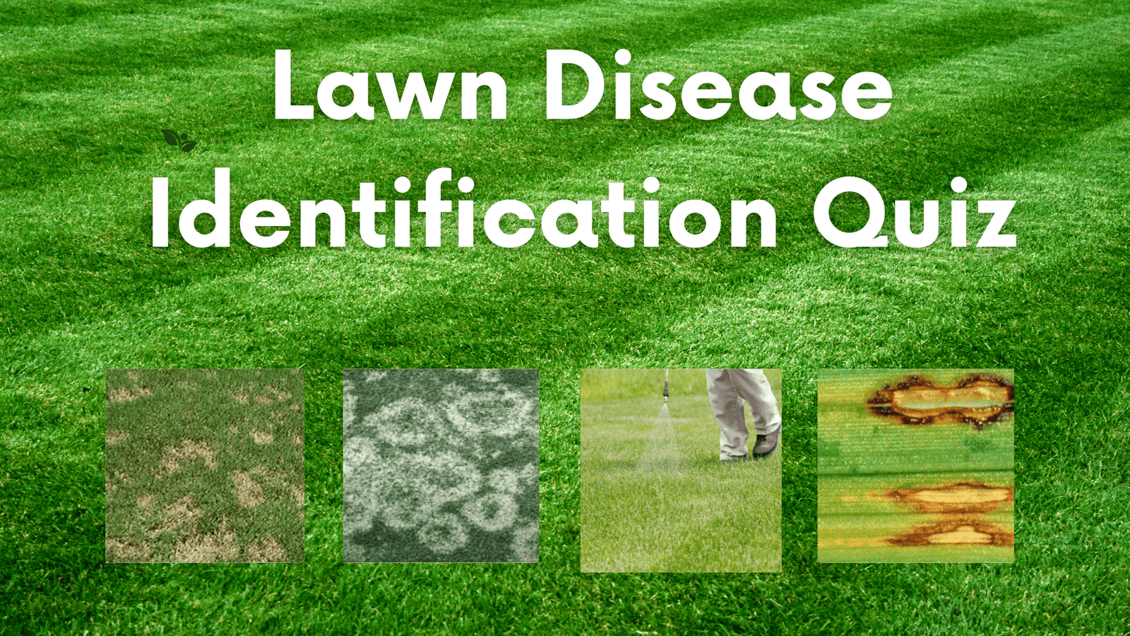 Lawn Disease Identification Quiz - Lawn Care Campus