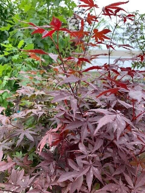 Japanese Maples - Identification and Care - Lawn Care Campus Shop