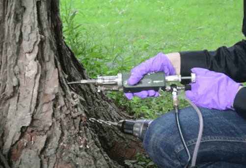 Understanding Tree Injection: Techniques, Costs, and Care Methods